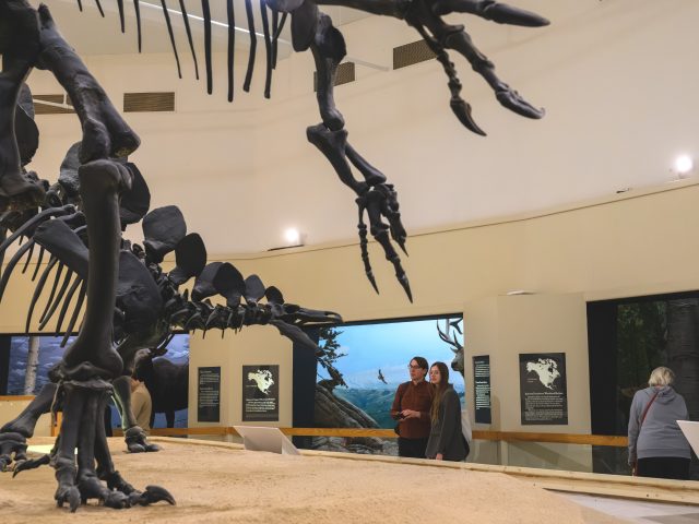 Habitat Hall - MSU Museum